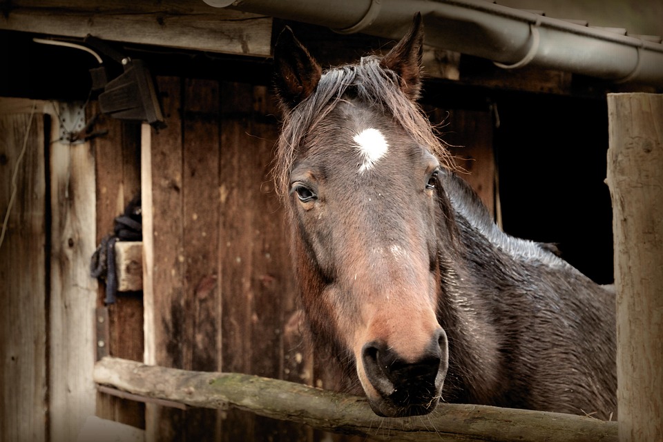 Horse Head Stable - Free photo on Pixabay