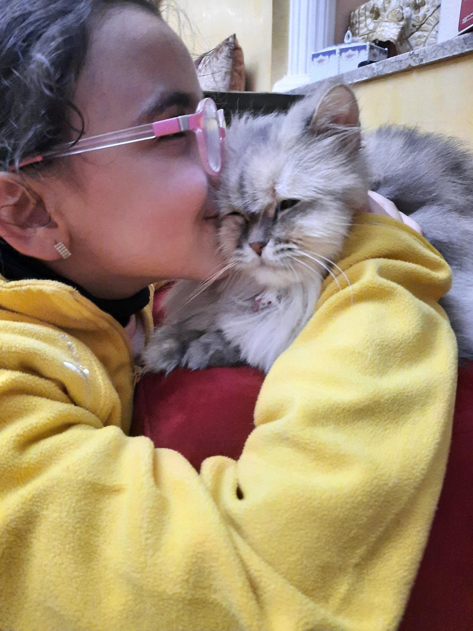 Cute Love Cat Animals - Free photo on Pixabay - Pixabay