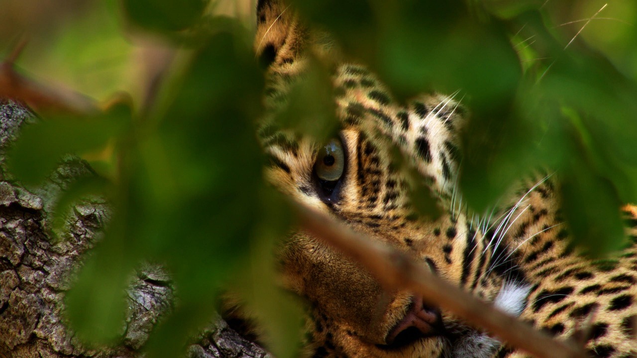 Leopard Eye Big Cat - Free photo on Pixabay
