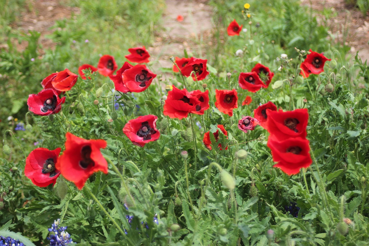 Poppies Field Meadow - Free photo on Pixabay - Pixabay
