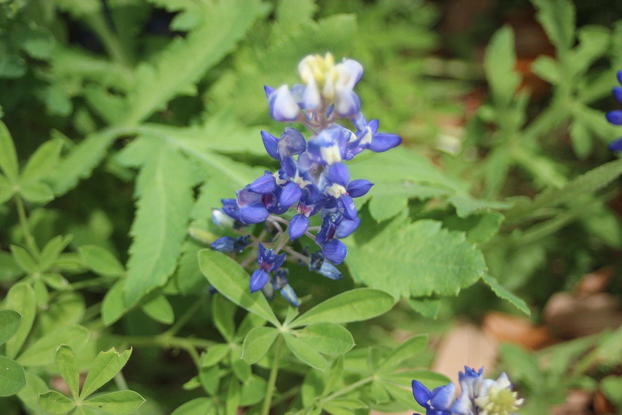 Bluebonnet Flor Silvestre - Foto gratis en Pixabay - Pixabay
