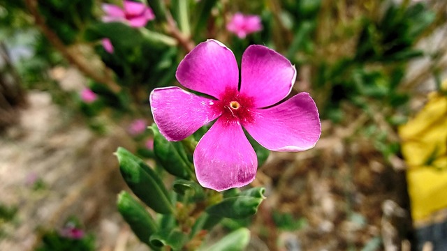 Floare Rosie Trandafir Roșu - Fotografie gratuită pe Pixabay - Pixabay
