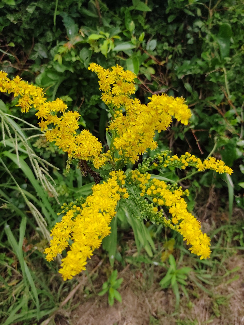 Fleurs Jaune Nature Le - Photo gratuite sur Pixabay - Pixabay