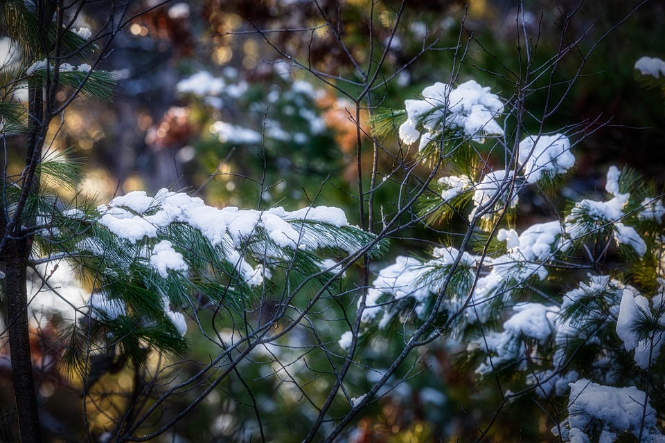Evergreen Pine Tree - Free photo on Pixabay