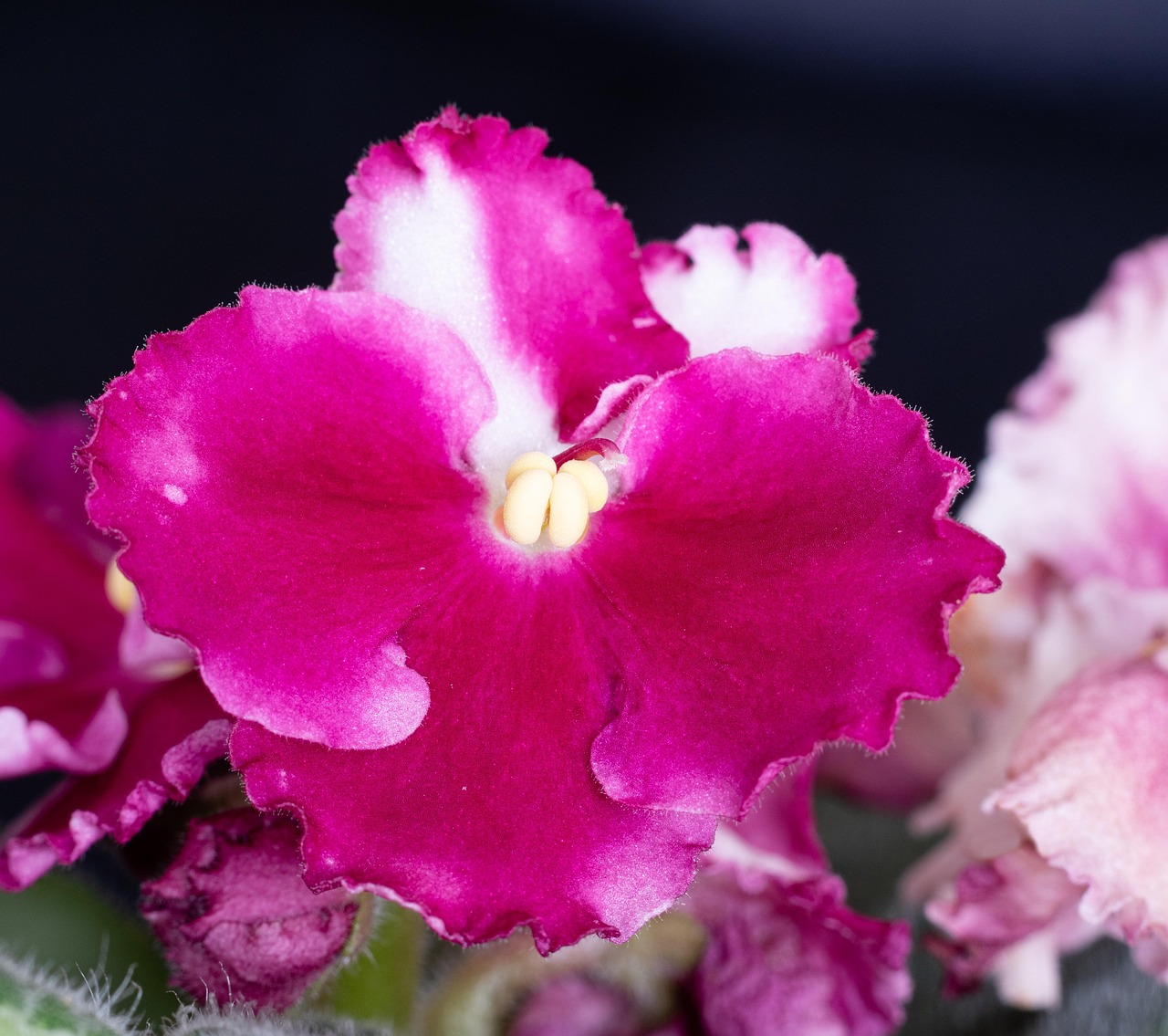 African Violet Pink Cerise - Free photo on Pixabay - Pixabay