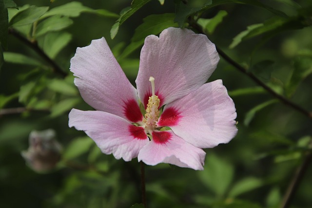 Flos Hibisci Syriacus Flower Bloom - Free photo on Pixabay - Pixabay