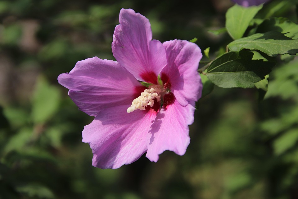 Flos Hibisci Syriacus Bunga Bloom - Foto gratis di Pixabay - Pixabay