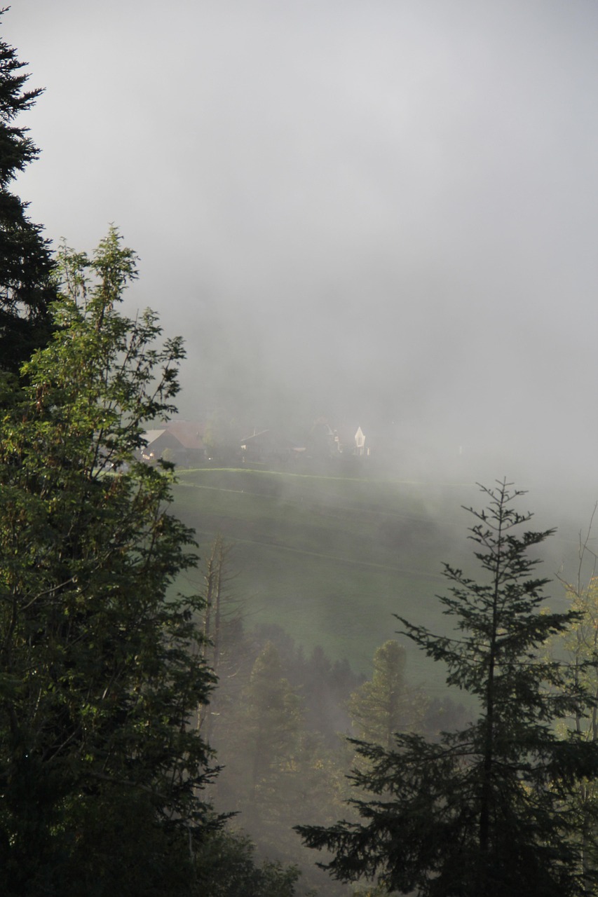 Forest Fog Mood