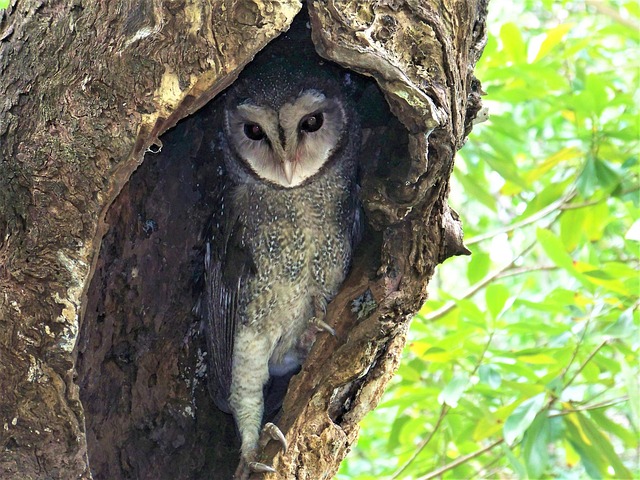 Australie Cairns Hibou - Photo gratuite sur Pixabay - Pixabay