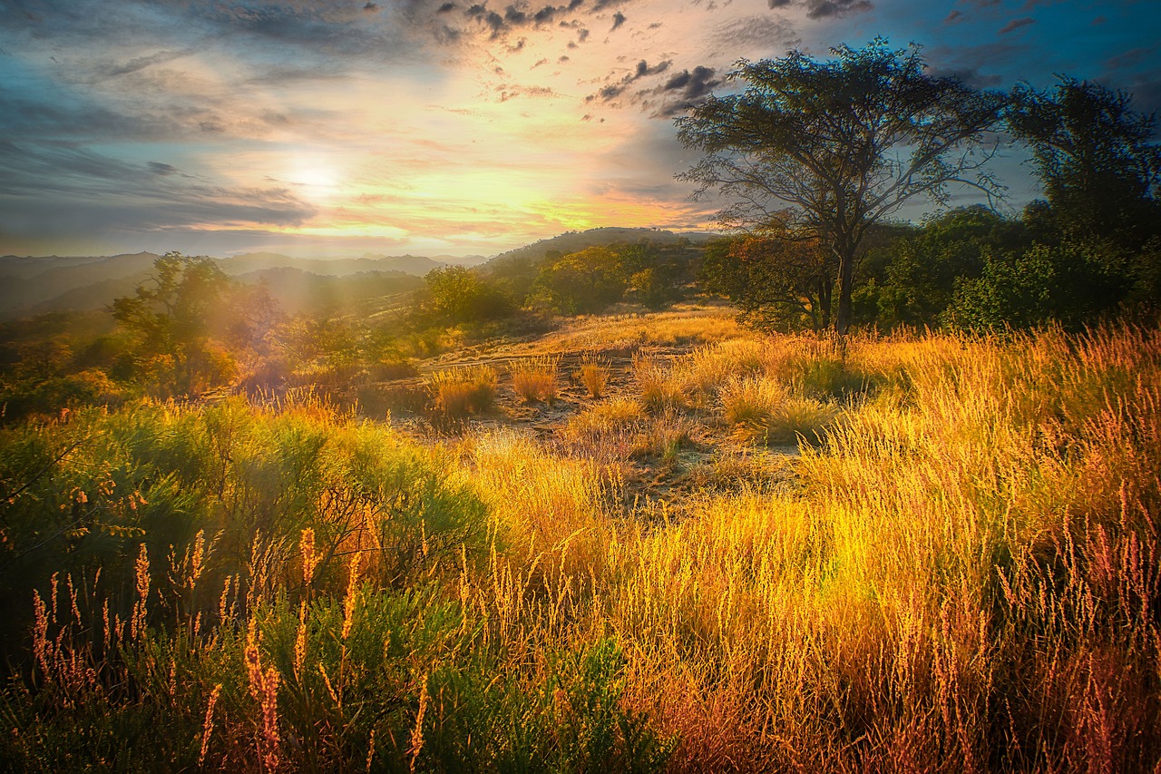 Afrika Gras Matopo-Hills - Kostenloses Foto auf Pixabay - Pixabay
