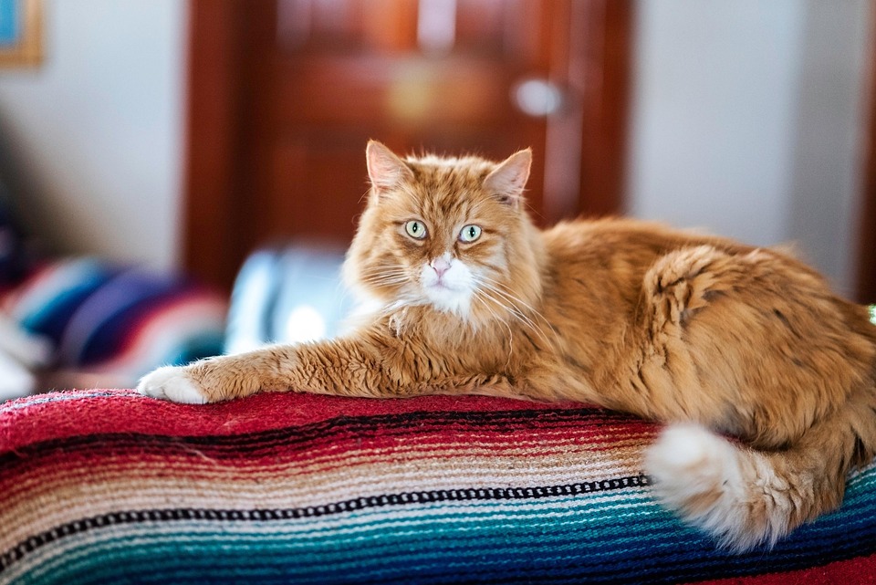 Cat Pet Animal Domestic - Free photo on Pixabay - Pixabay