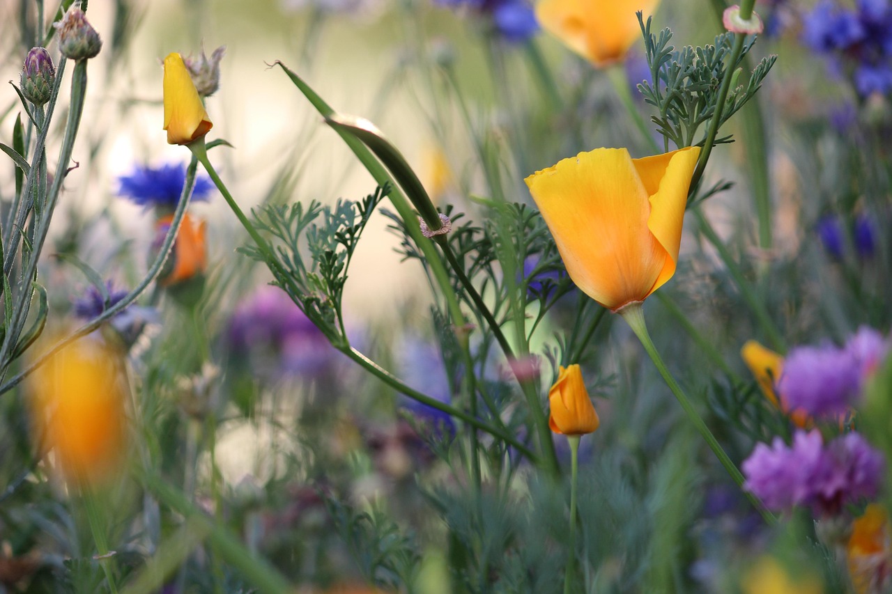 Flora Garten - Kostenloses Foto auf Pixabay - Pixabay