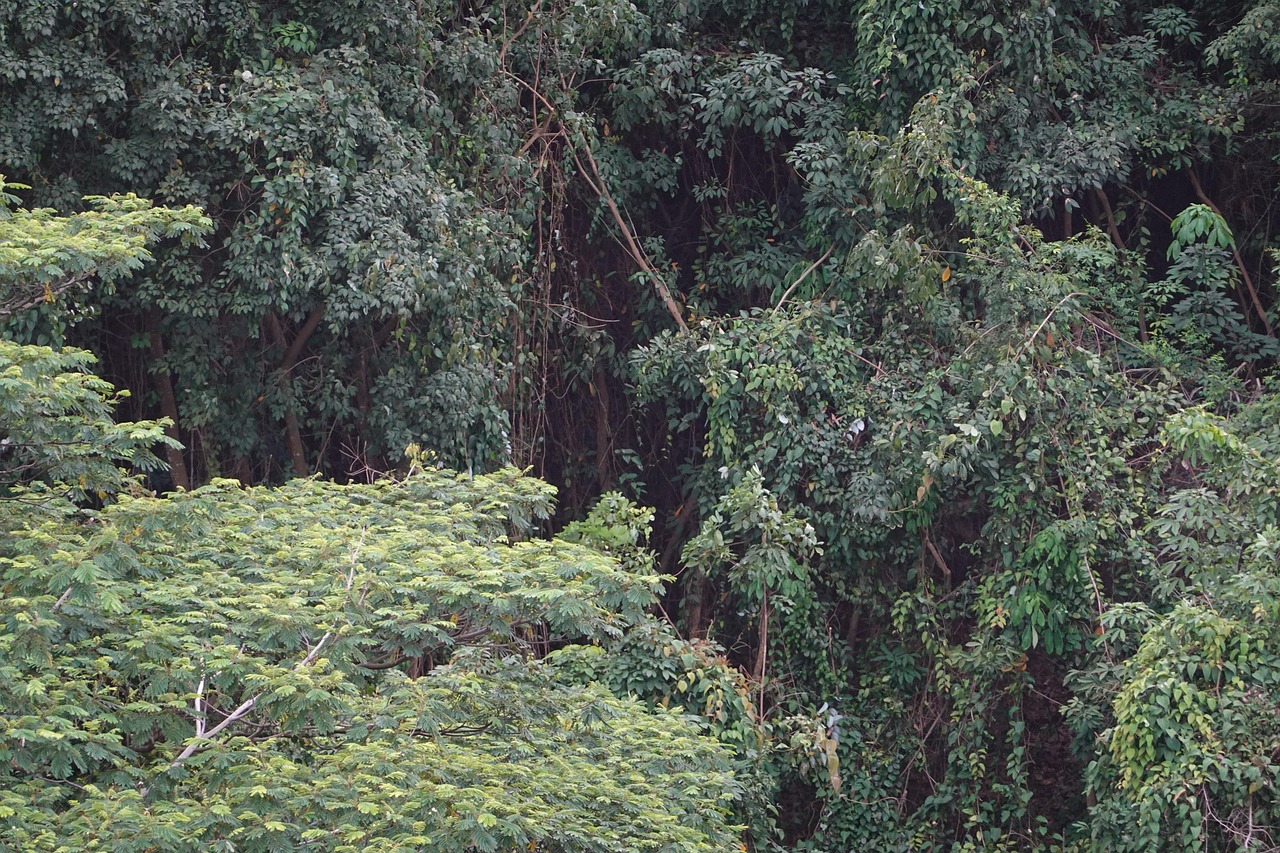 Depot Road Singapur Selva Tropical - Foto gratis en Pixabay - Pixabay