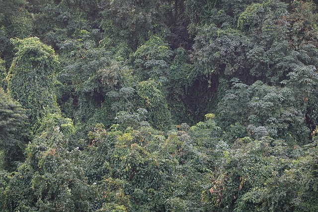 Depot Road Singapur Selva Tropical - Foto gratis en Pixabay - Pixabay