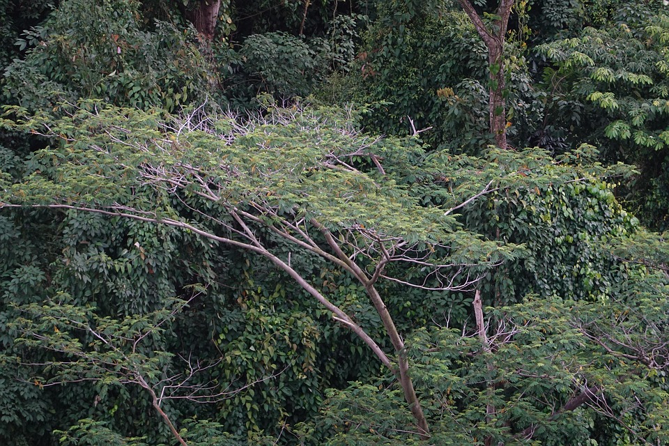 Depot Road Singapur Selva Tropical - Foto gratis en Pixabay - Pixabay