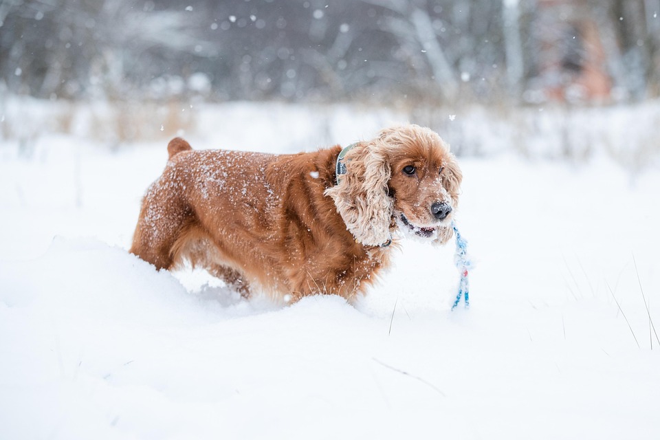 Cocker Spaniel Dog Snow - Free photo on Pixabay