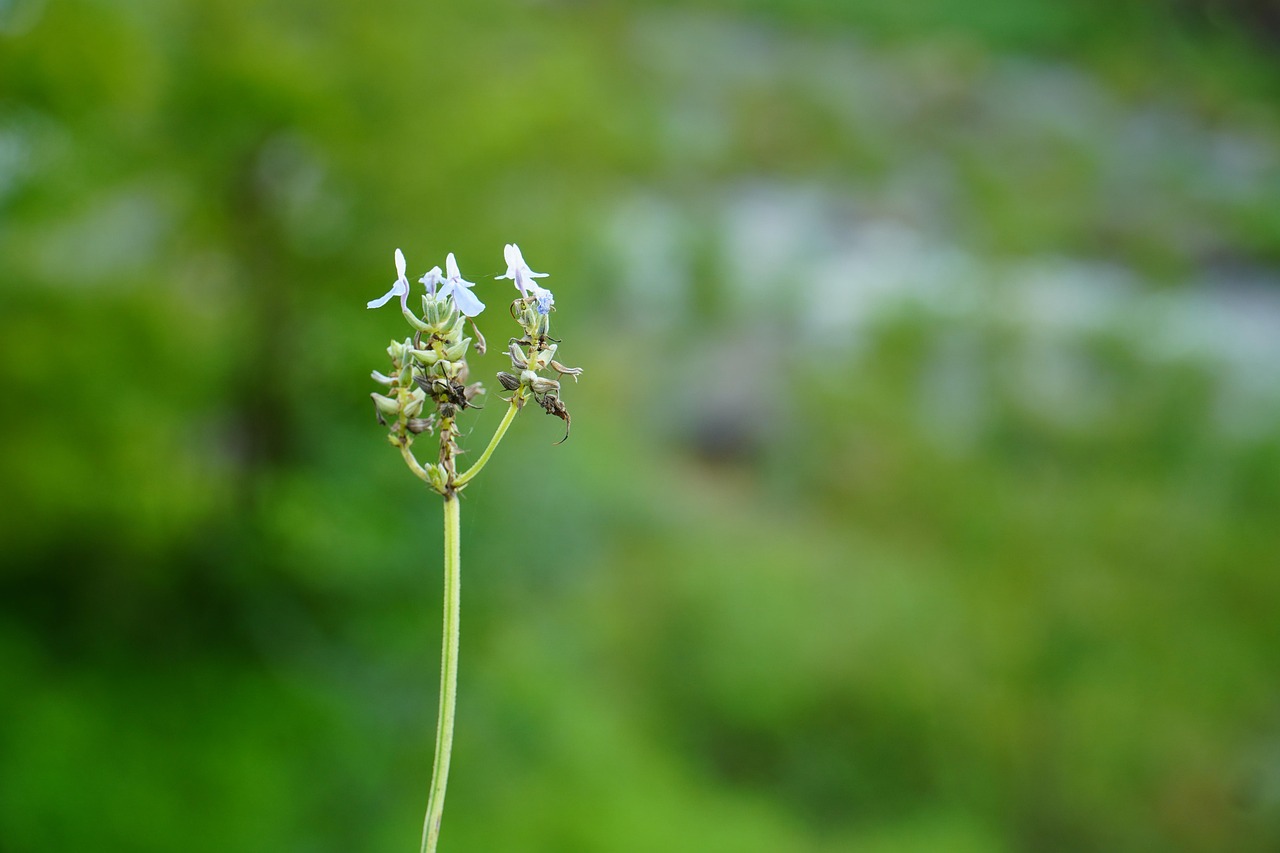 Bunga Layu Tanaman - Foto gratis di Pixabay - Pixabay