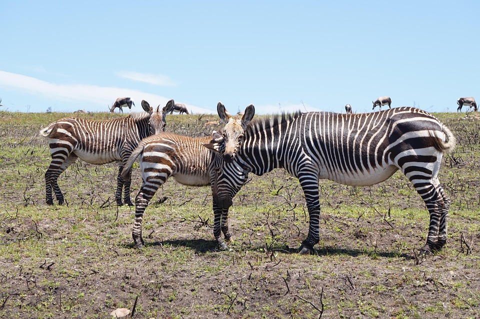 Zebra Family Casual - Free photo on Pixabay - Pixabay