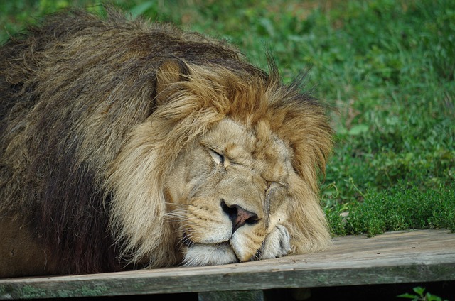 Lion Sleeping Safari - Free photo on Pixabay - Pixabay