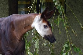 Okapi Okapis Okapia - Free photo on Pixabay