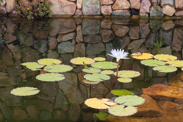 Lirio De Agua Estanque - Foto gratis en Pixabay - Pixabay