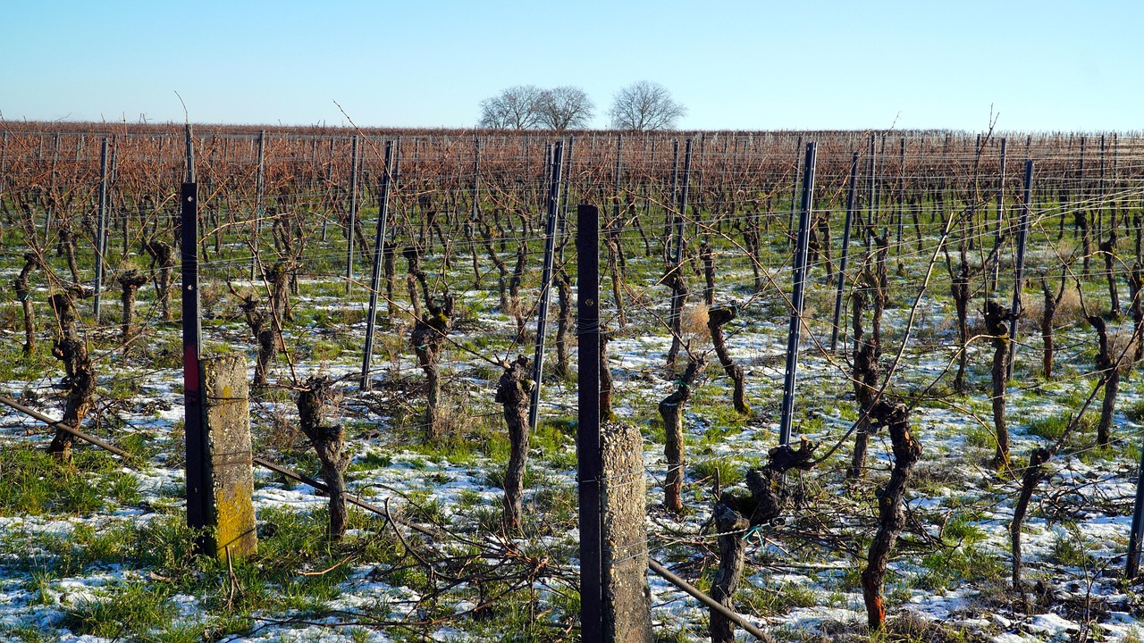 Vignobles Paysage Panorama La - Photo gratuite sur Pixabay - Pixabay
