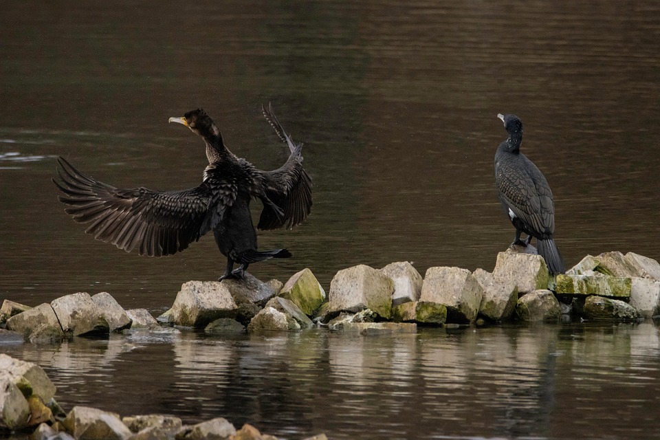Cormorants Birds Lake Water - Free photo on Pixabay