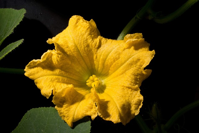 Citrouille Fleur Jaune Des - Photo gratuite sur Pixabay - Pixabay