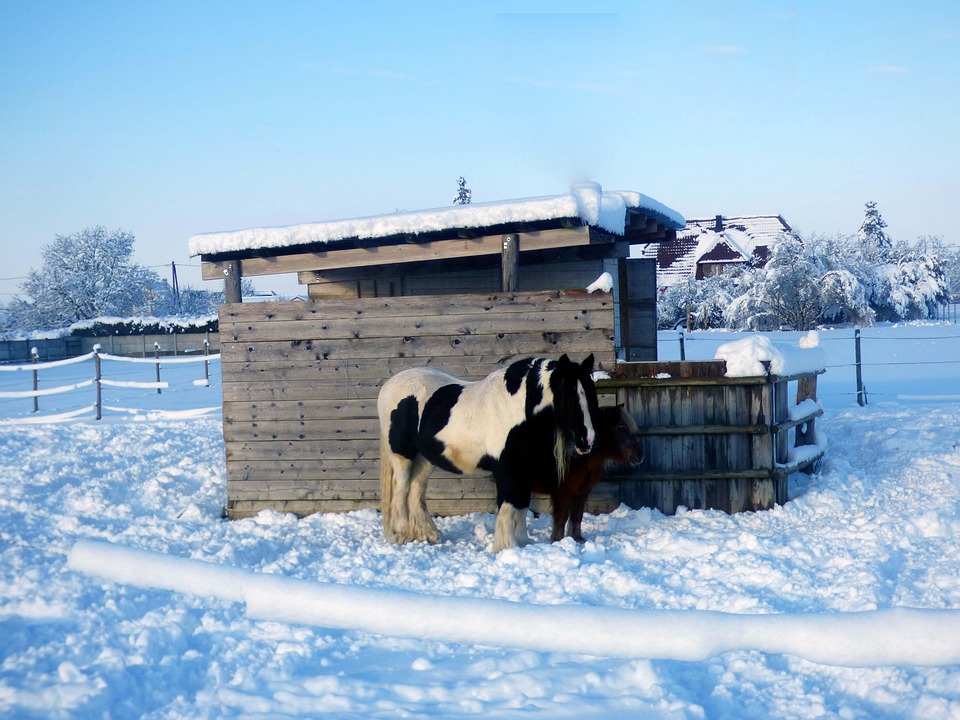 Horses Foal Winter - Free photo on Pixabay - Pixabay