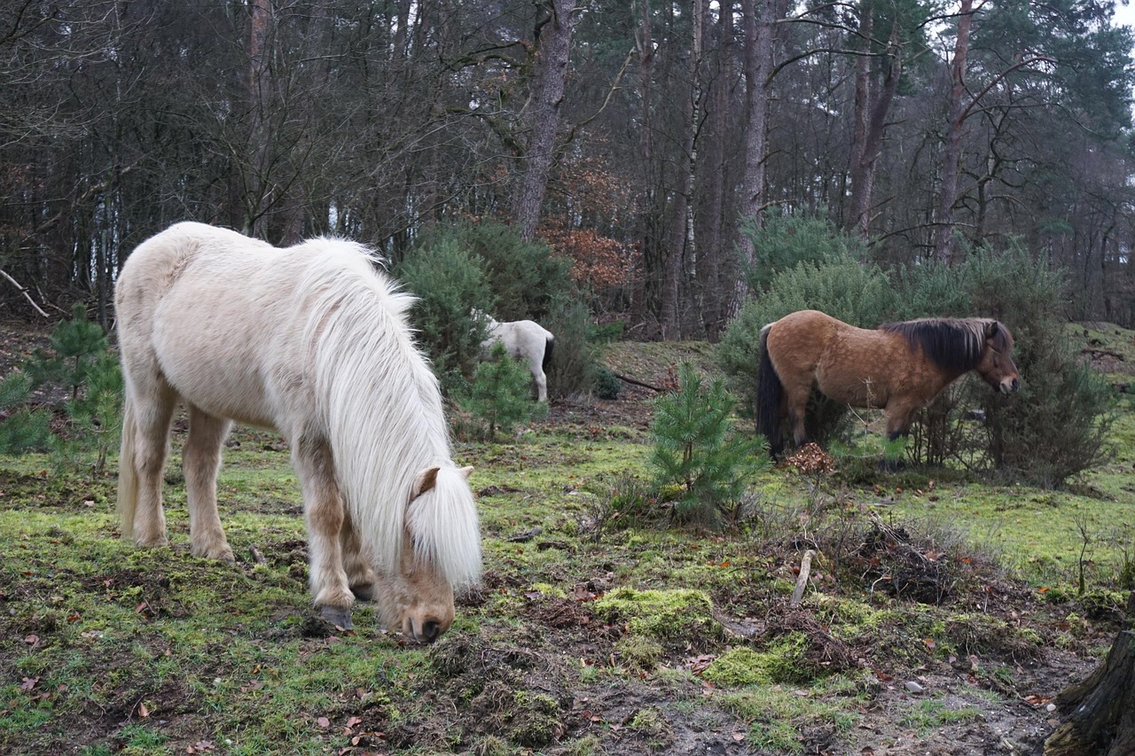Cavalo Natureza Cavalos - Foto gratuita no Pixabay - Pixabay
