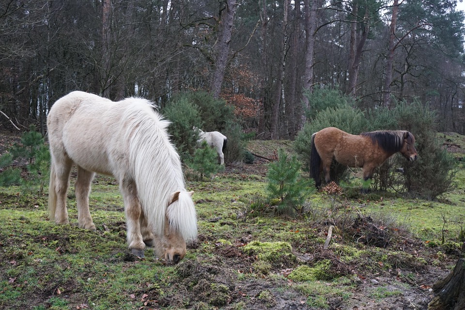 Cavalo Natureza Cavalos - Foto gratuita no Pixabay - Pixabay