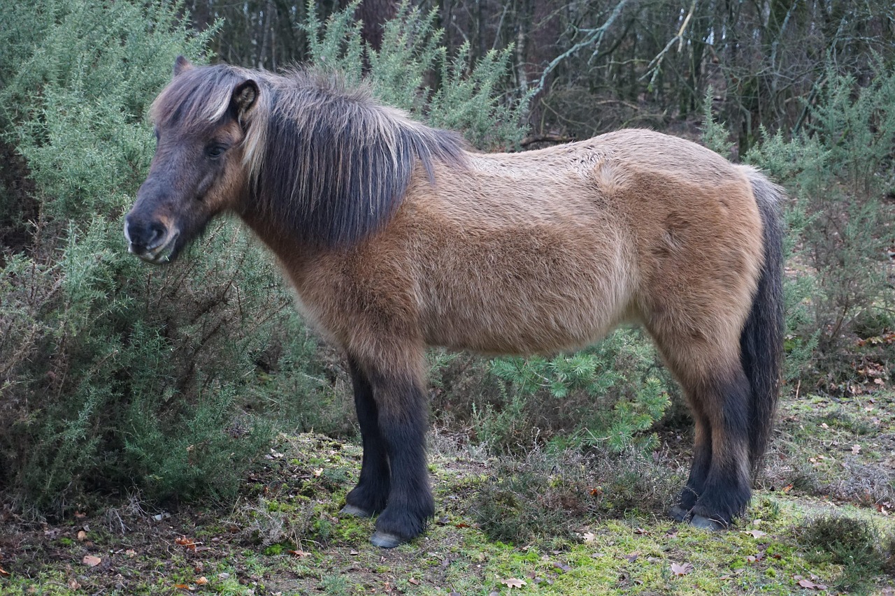 Cheval Nature Les Chevaux - Photo gratuite sur Pixabay - Pixabay