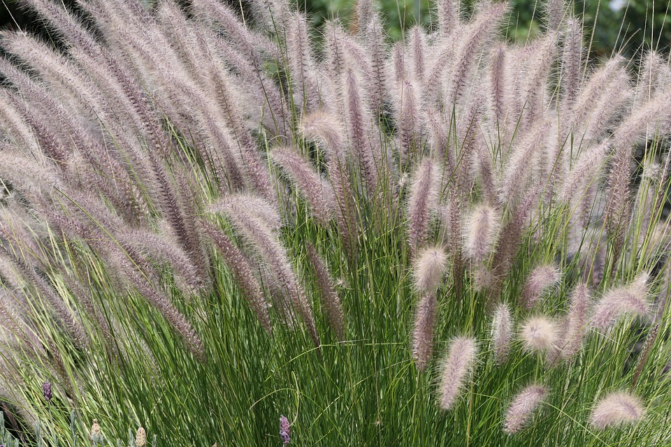Grass Tufts Grasses - Free photo on Pixabay