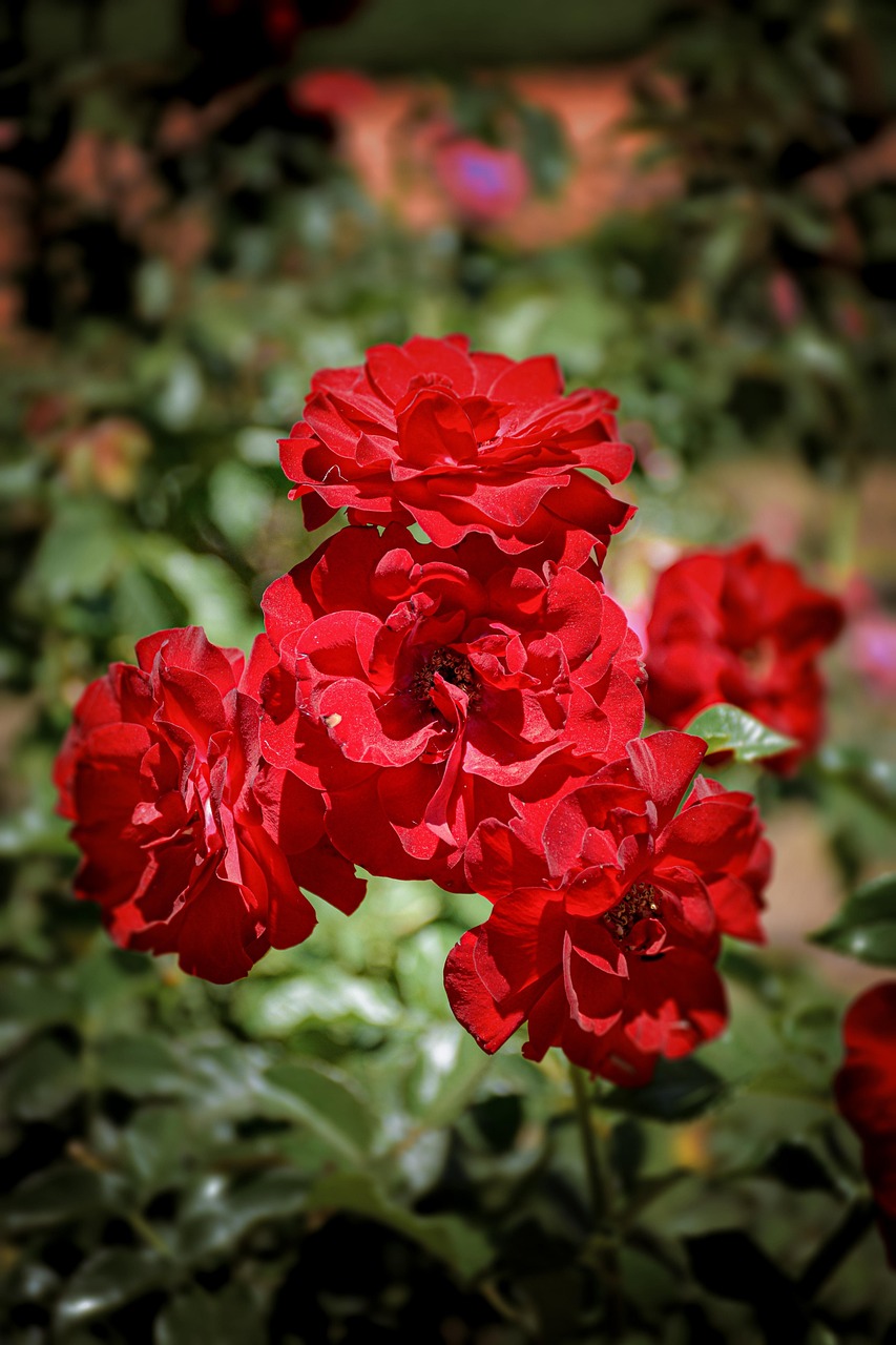 Natureza Flores Jardim - Foto gratuita no Pixabay - Pixabay