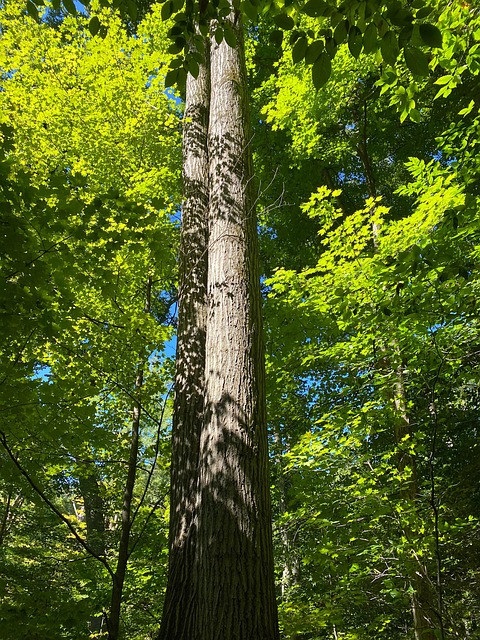 Baum Baumstamm - Kostenloses Foto auf Pixabay