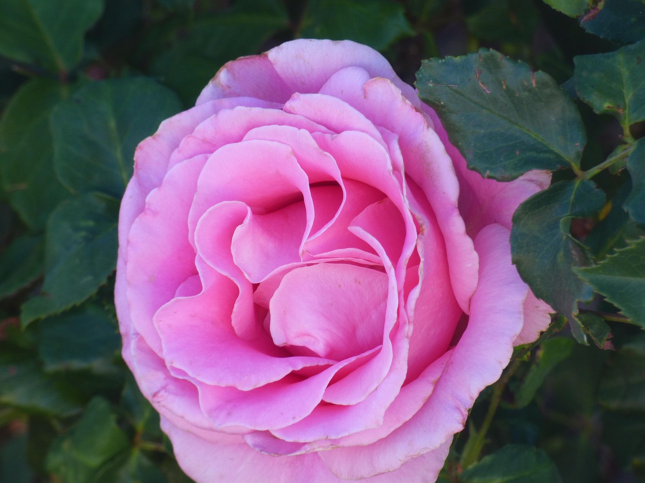 Rose Flowers Flora - Free photo on Pixabay - Pixabay
