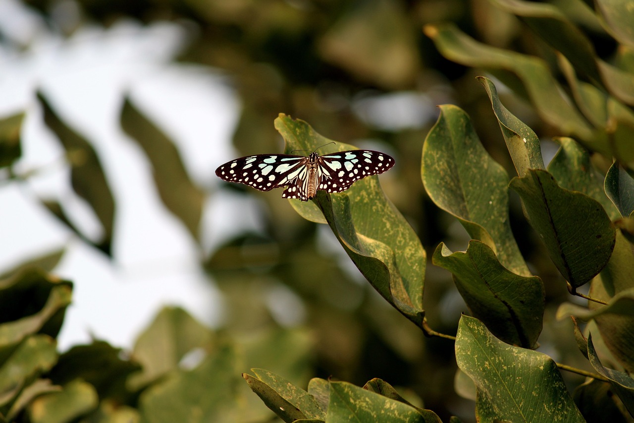 Butterfly Leaves Insect - Free photo on Pixabay
