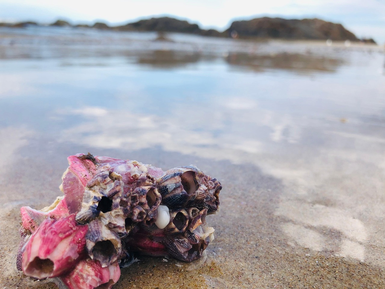 壳 海滩 贝壳 Pixabay上的免费照片 Pixabay