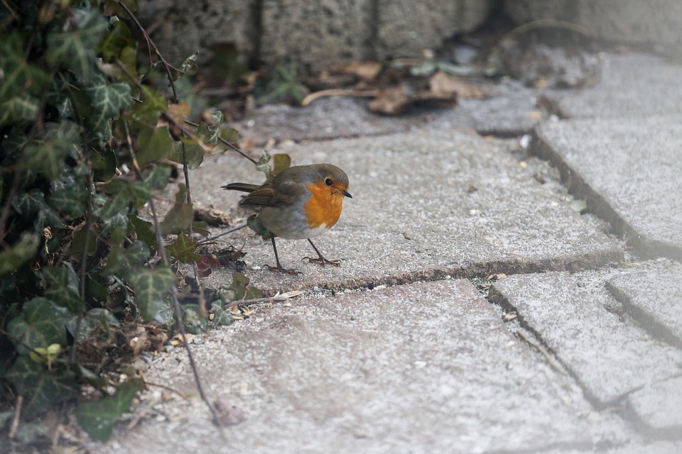 Robin Bird Animal European - Free photo on Pixabay - Pixabay