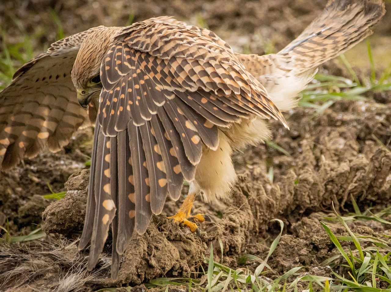 Falcon Kestrel Birds Of Prey - Free photo on Pixabay - Pixabay