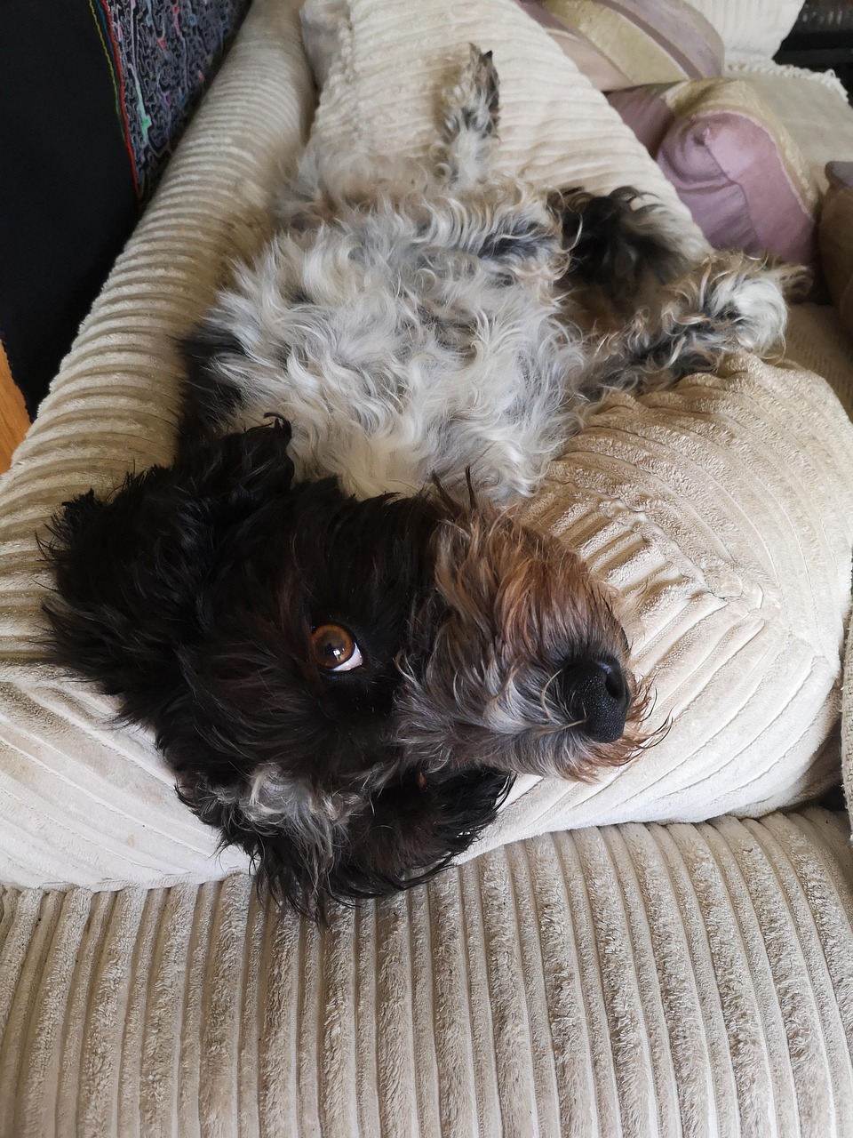 Hund Chillen Schwarz Entspannen - Kostenloses Foto auf Pixabay - Pixabay