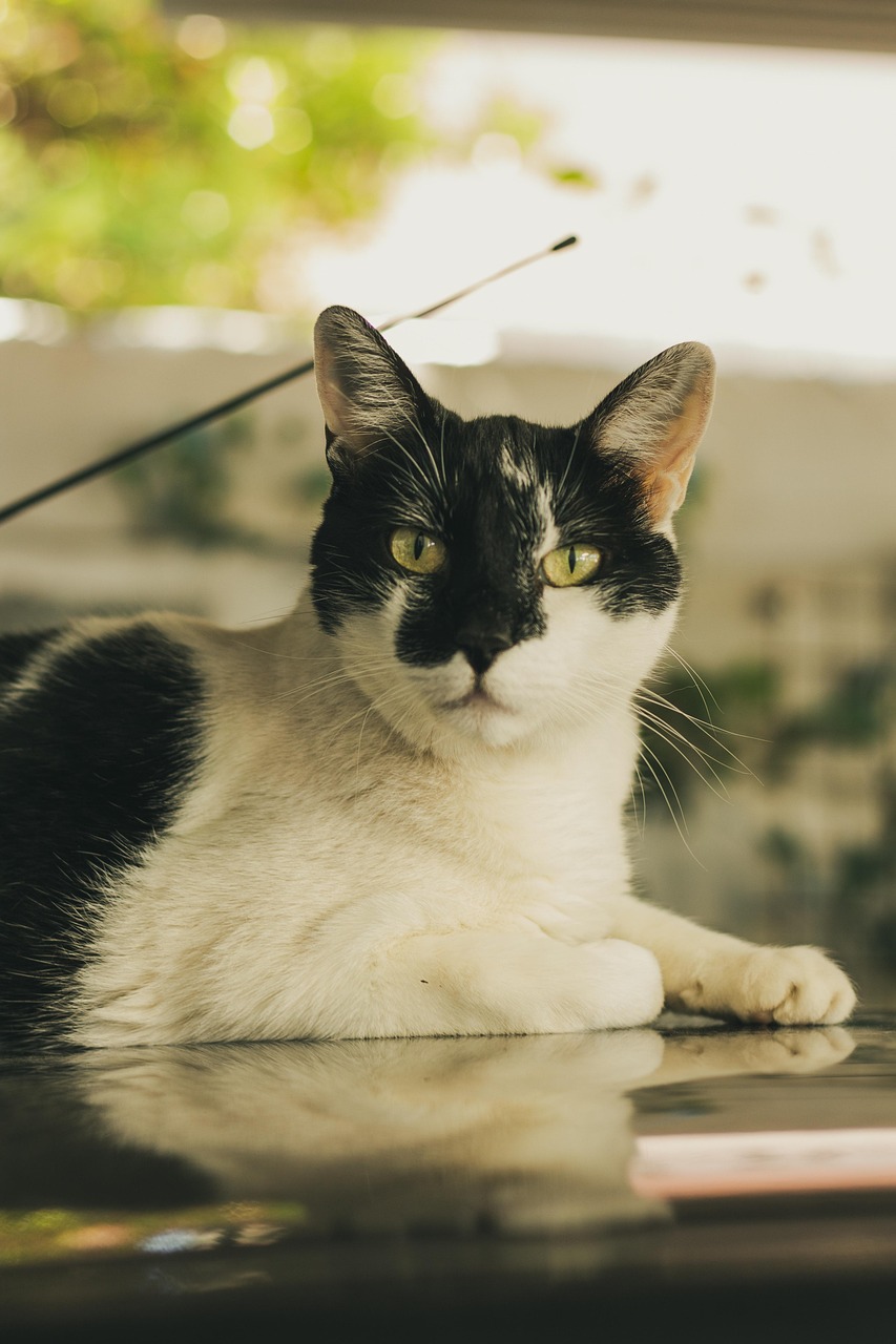 Animal Cat Tigre De - Photo gratuite sur Pixabay - Pixabay