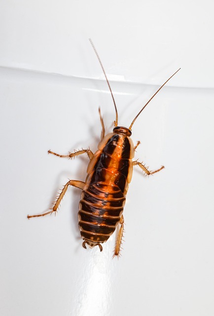 Blattella Germânica Barata Alemã - Foto gratuita no Pixabay - Pixabay
