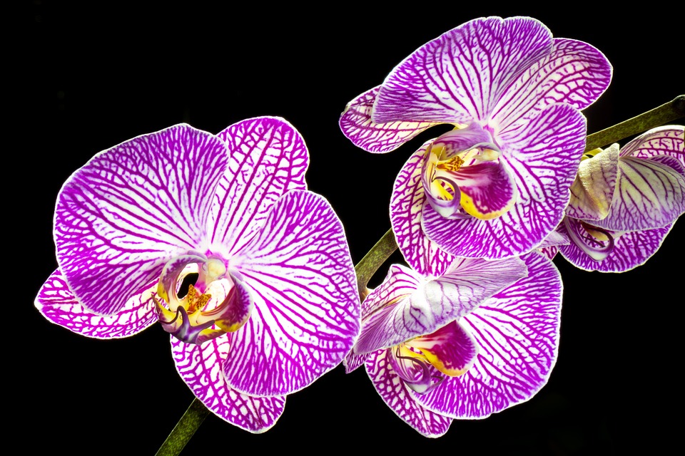 Orchid Close Up Flower - Free photo on Pixabay