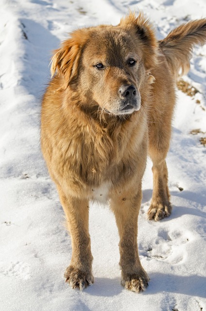 Chien De Berger - Photo gratuite sur Pixabay - Pixabay