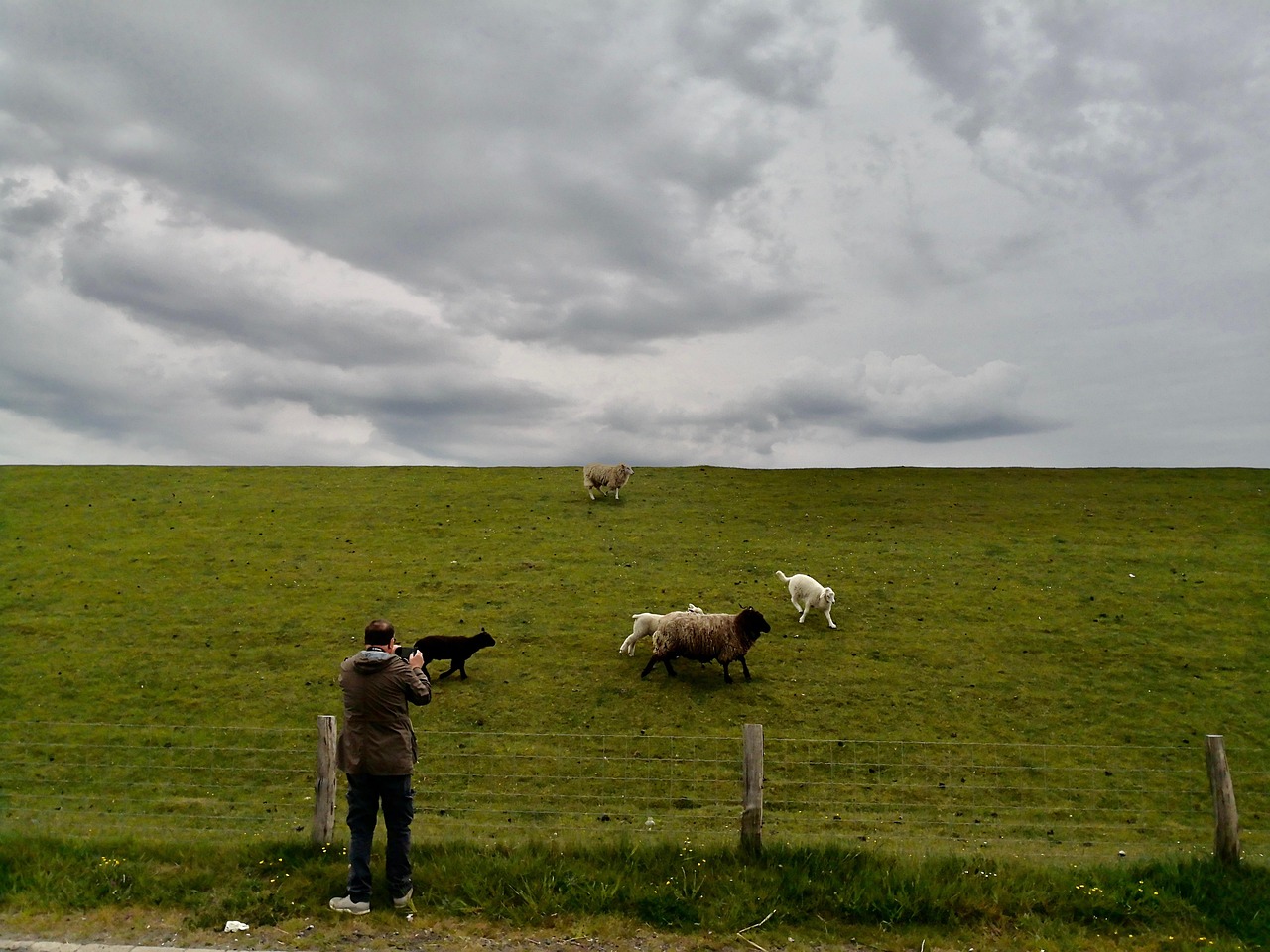Deich Schafe Le Mouton - Photo gratuite sur Pixabay - Pixabay
