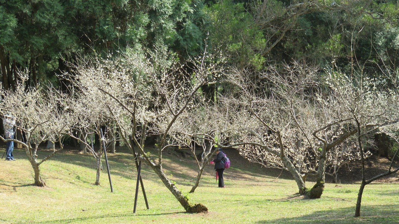 Kebun Buah Persik Jiaobanshan Plum - Foto gratis di Pixabay - Pixabay