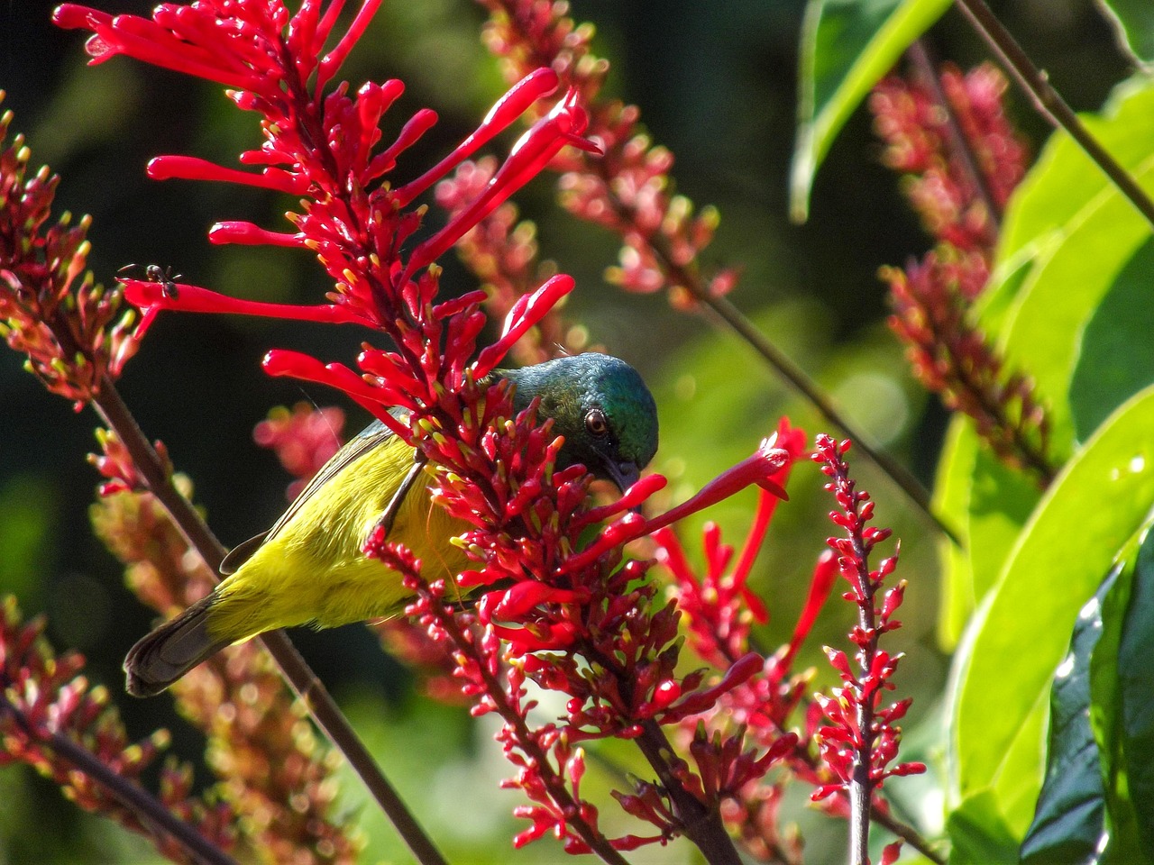 Southern Double-Collared Sunbird - Free photo on Pixabay - Pixabay