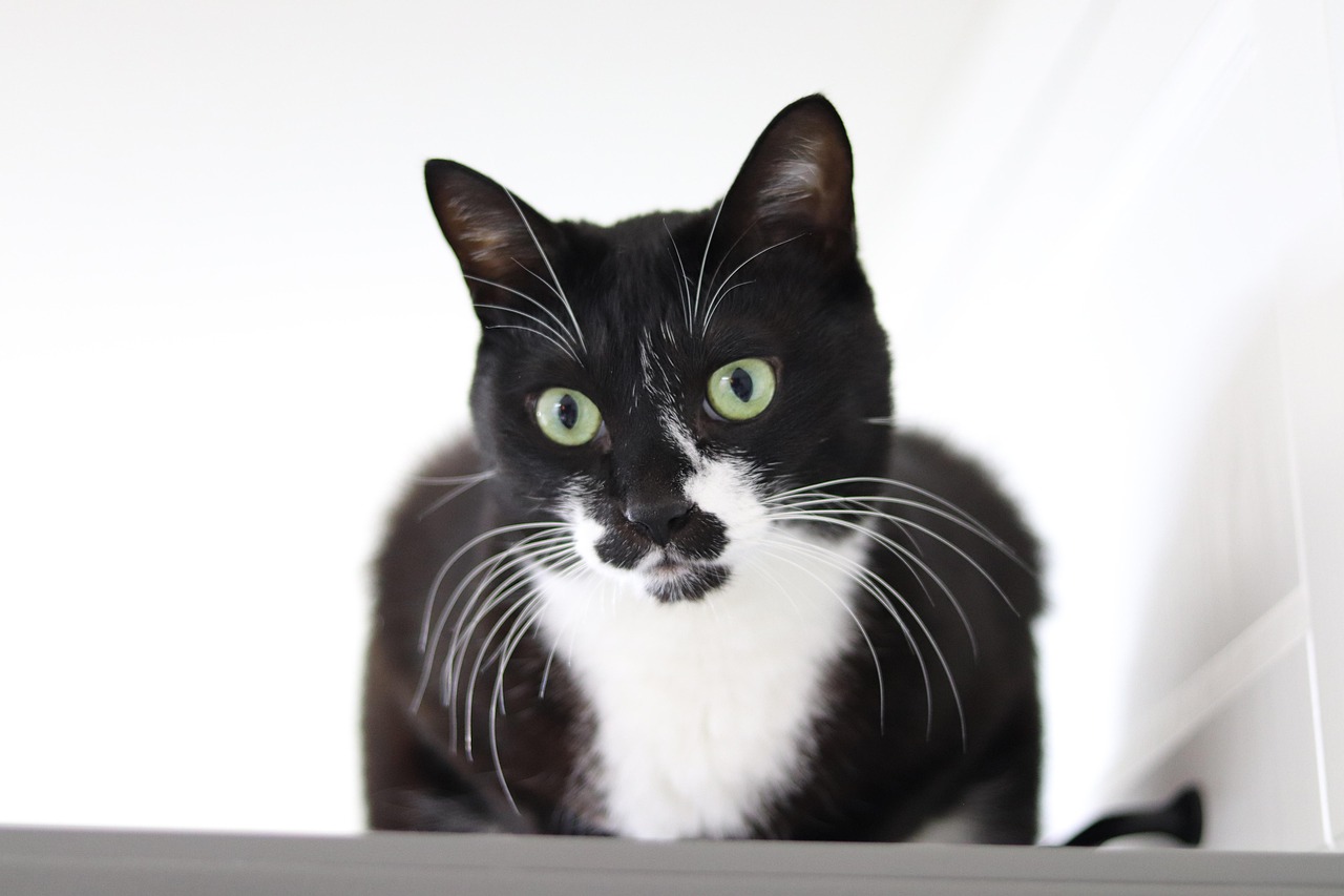 Cats Eyes Cat Feline Free Photo On Pixabay Pixabay