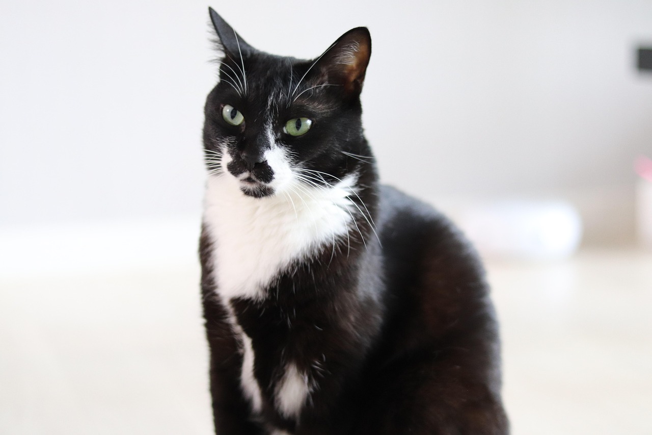 Cat'S Eyes Cat Feline - Free photo on Pixabay